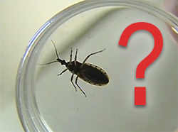 17/07/2002 - Percevejo ou Barbeiro?